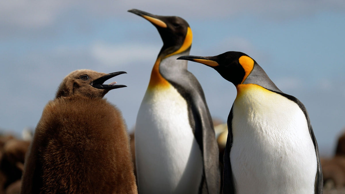 Film | A Penguin Paradise: Wildlife of Antarctica, South Georgia & The ...