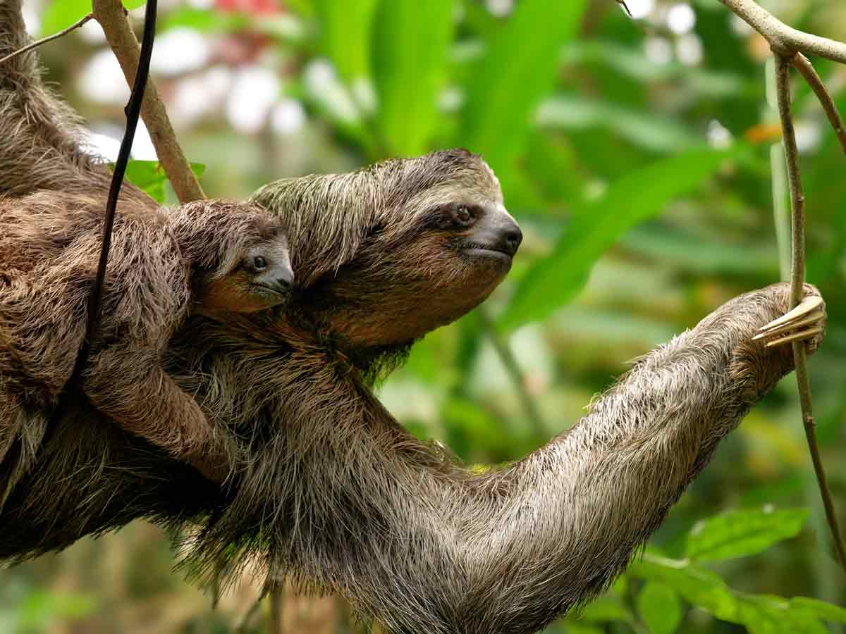 Travel | Sloths are slow for a reason – Robert E Fuller
