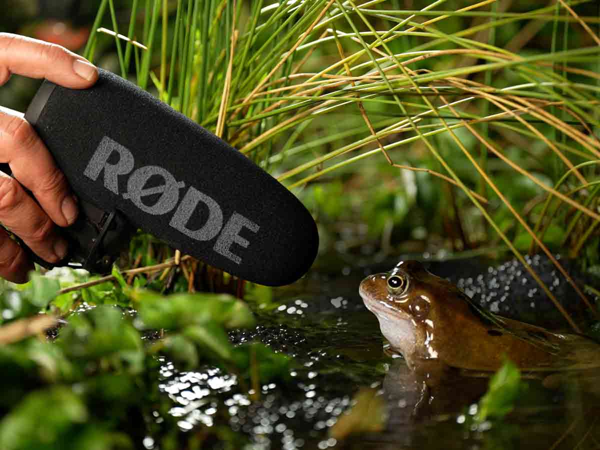 Film | The Sound of Frogs Calling at Night | Animal Sounds – Robert E ...