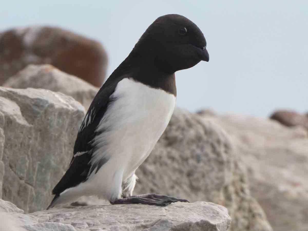 Film |Laughter of a Little Auk | Arctic Travel – Robert E Fuller