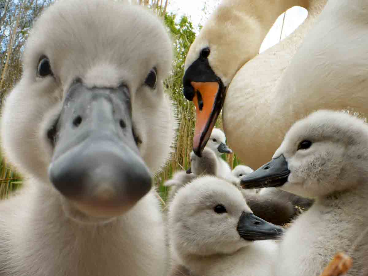 Film | Amazing Close Up Film of Swan Cygnets inside Nest | Discover Wi – Robert E Fuller