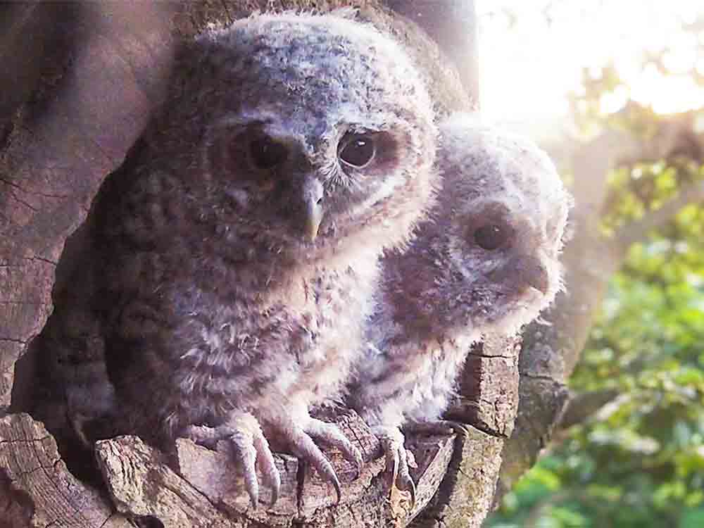 Film | Fostered Tawny Owl Chicks Fledge the Nest | Bomber & Luna ...