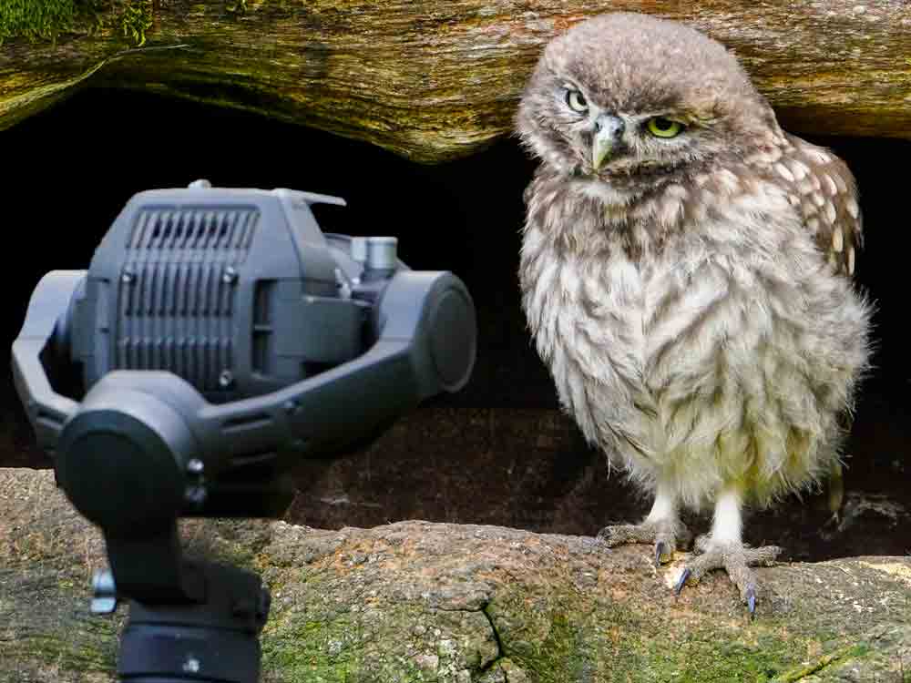 Film | Little Owl - Filming the UK's Smallest Owl | Discover Wildlife ...