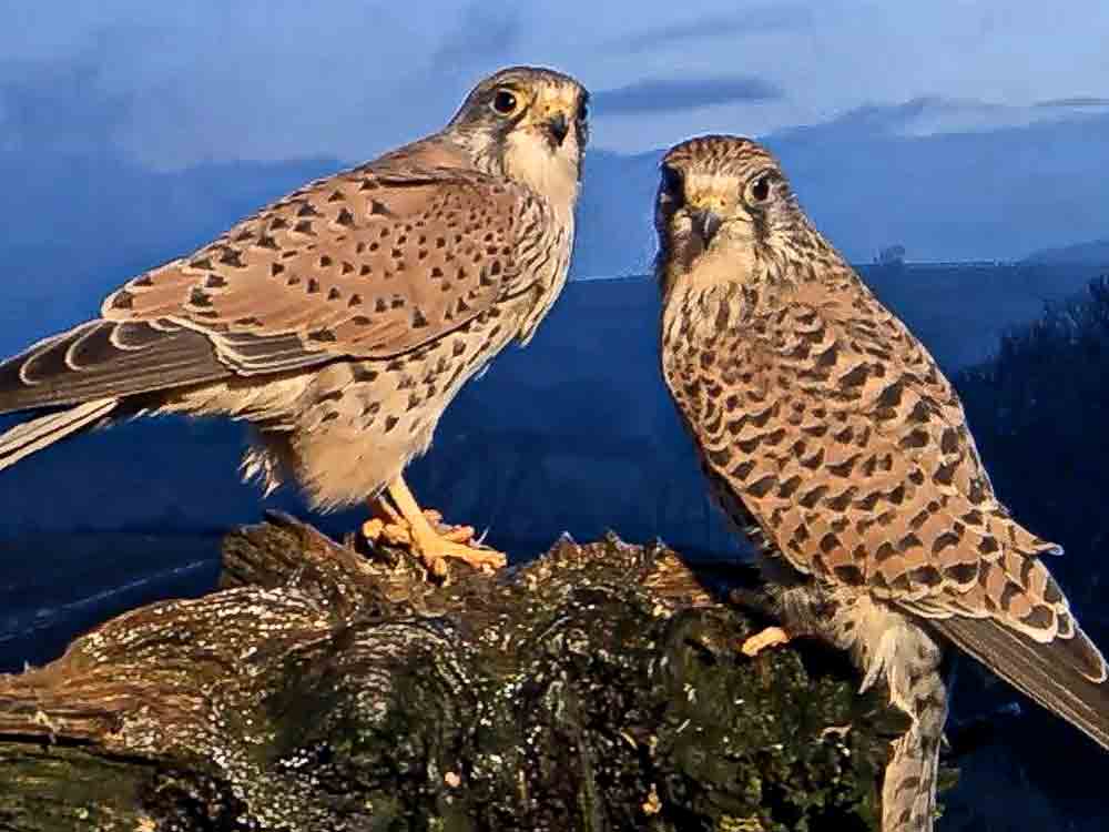 Film | Kestrel Pair Share Dinner For Two | Jenny & Jasper – Robert E Fuller