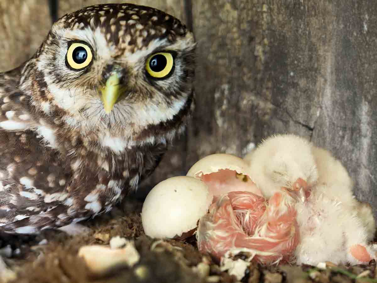 Film | The Moment A Little Owl Chick Hatches | Discover Wildlife | Rob ...