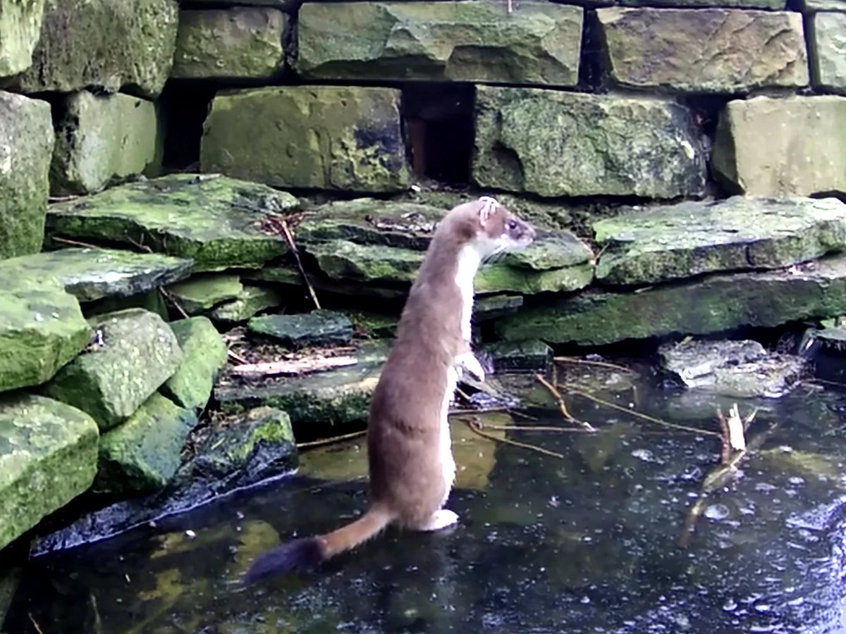 Film | I Built a Pond for Stoats & They Loved It | Discover Wildlife ...