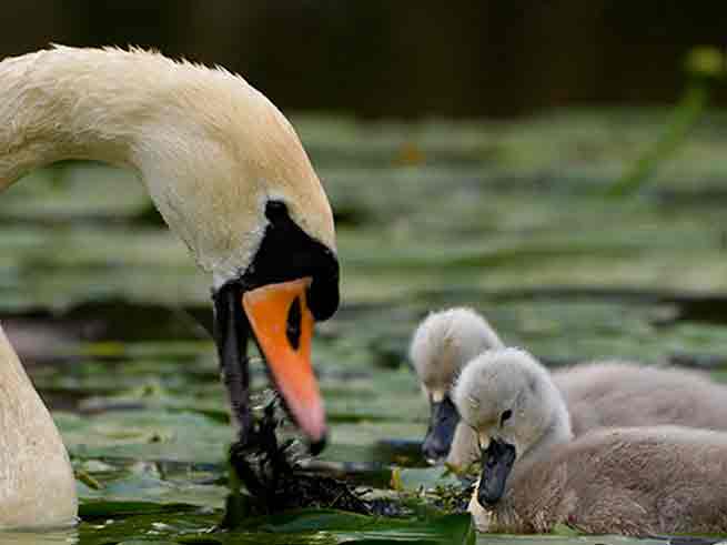 Film | Swans Eat Little Grebe Nest | Discover Wildlife – Robert E Fuller