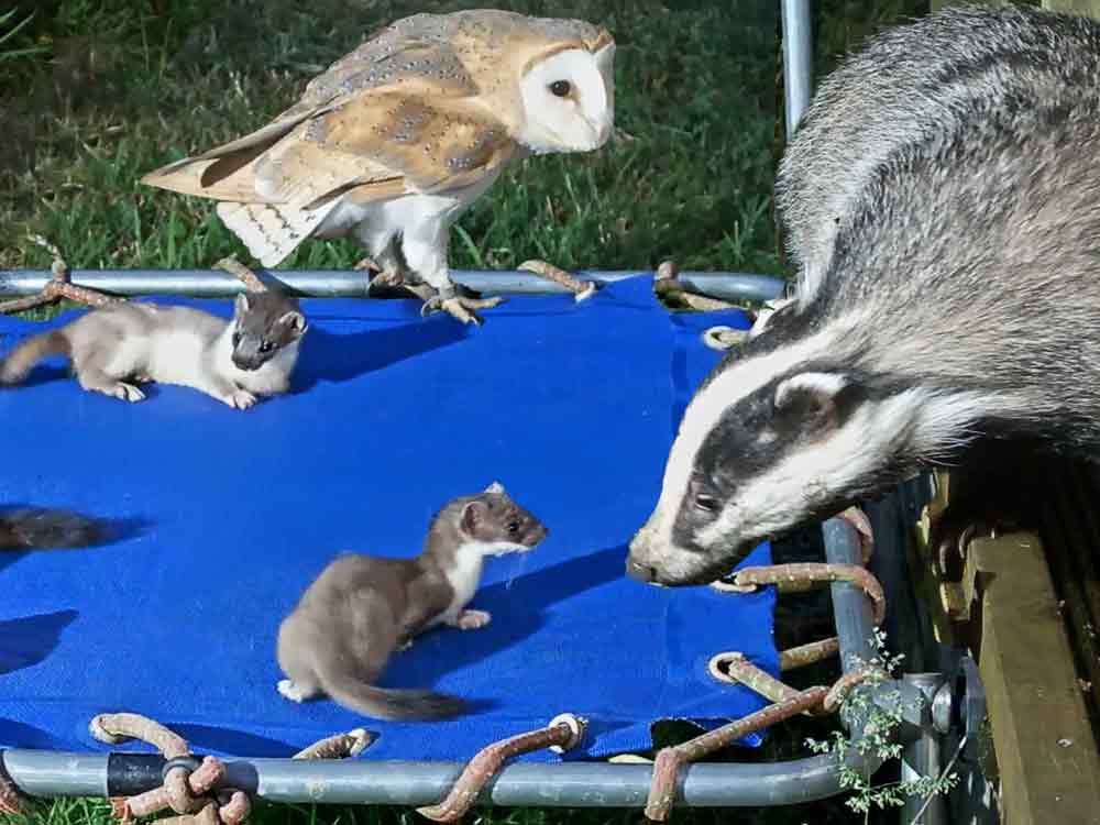 Film | Animals Take Over Kids' Playground | My Story – Robert E Fuller