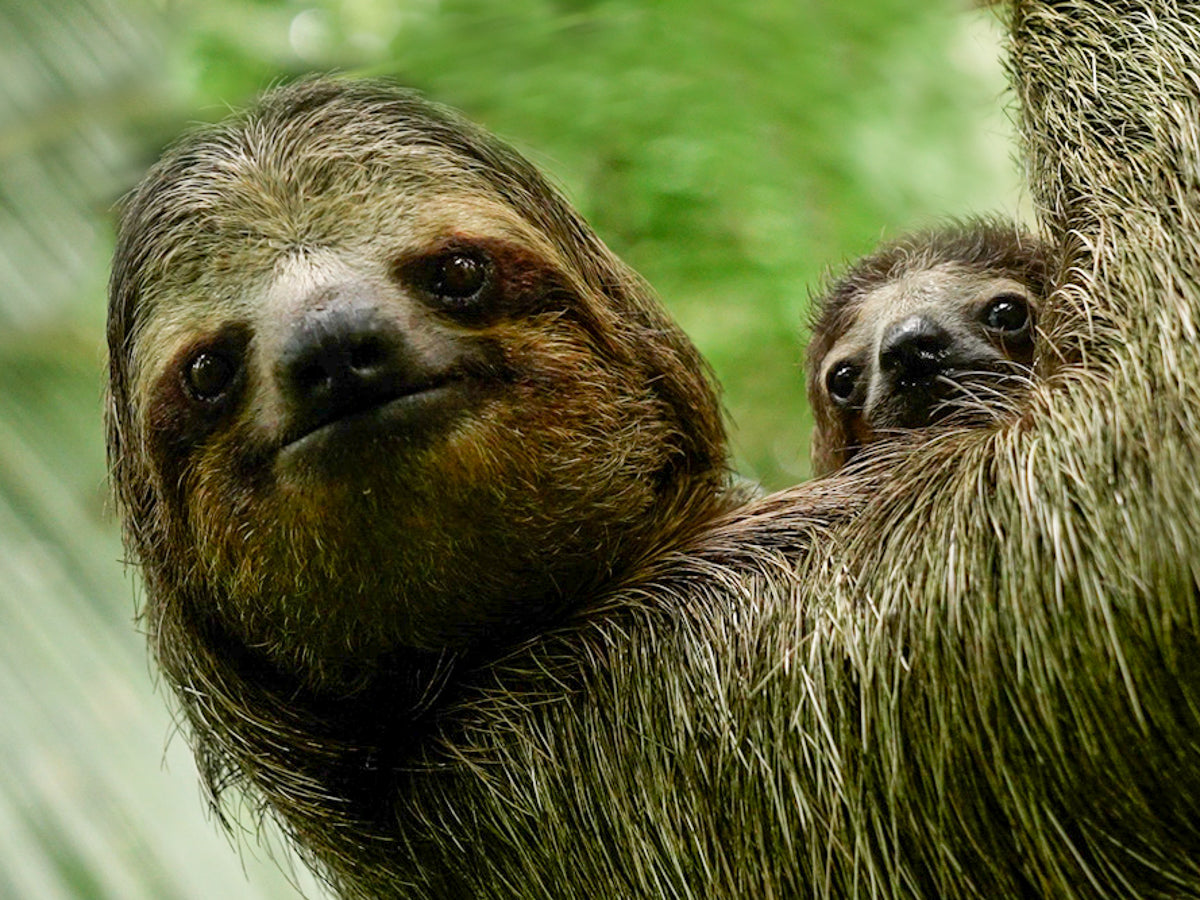 Film | How Sloths Can Hang Upside Down For Hours & Other Amazing Facts ...