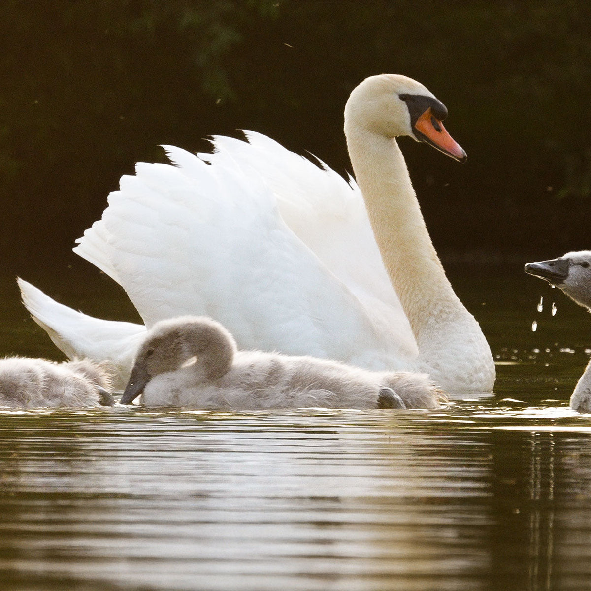 Film | Swans at Sunset | Discover Wildlife – Robert E Fuller
