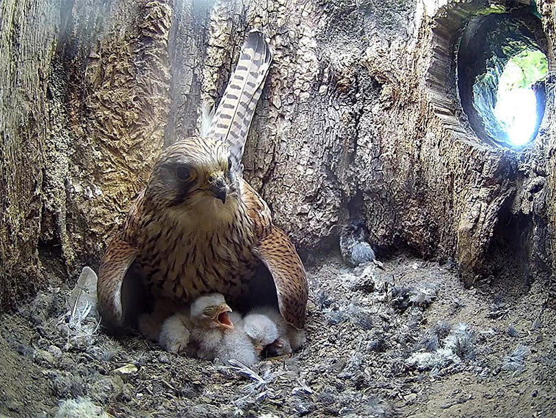 Film | Adorable Moment 4 Kestrel Chicks Hatch Inside the Nest | Discov ...