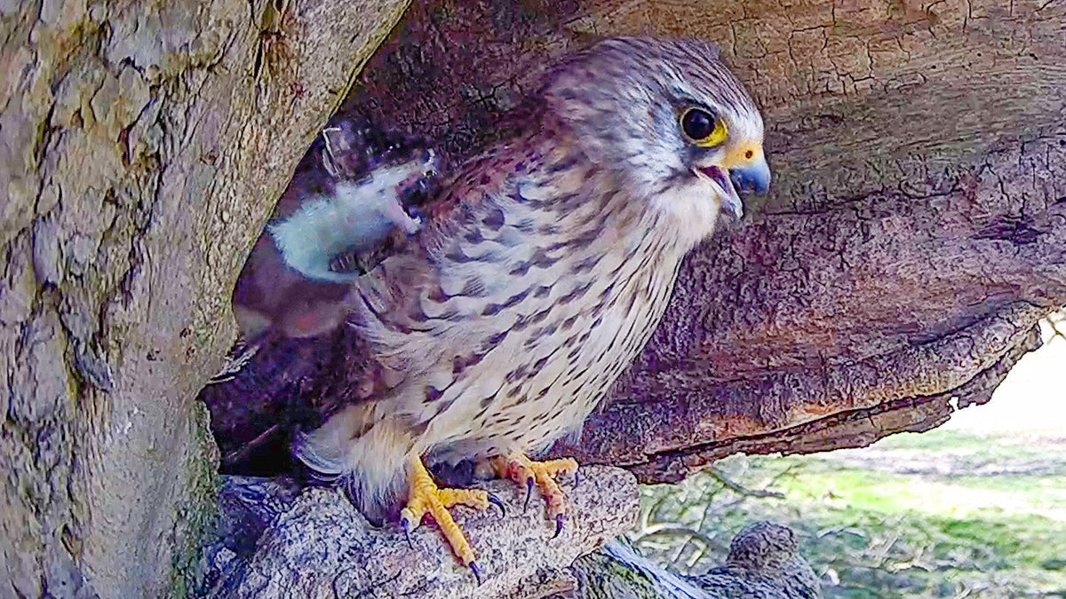Film | Kestrel's Lucky Escape From Stoat's Stealth Attack – Robert E Fuller