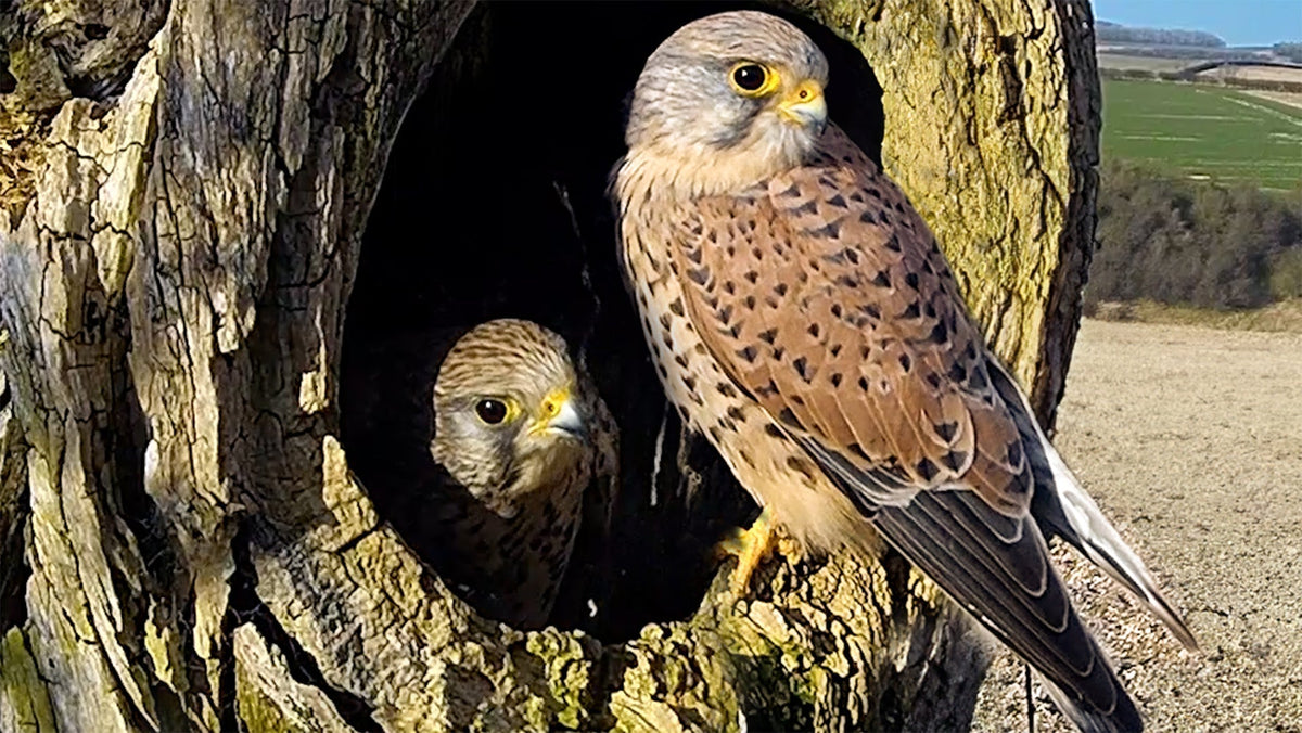 Film | Kestrel Finds New Partner | Jenny – Robert E Fuller