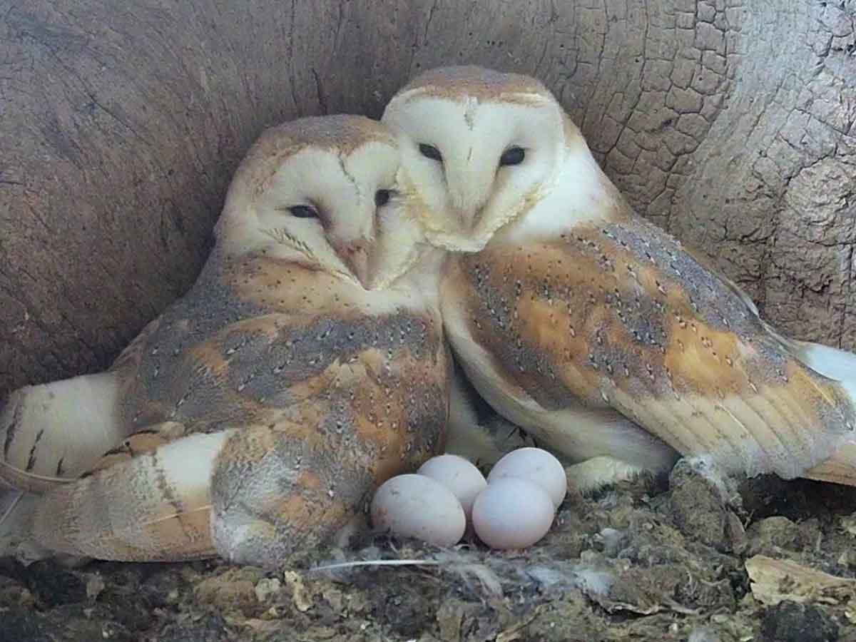 Film | From nest search to eggs: Barn owls Gylfie & Finn's love story ...