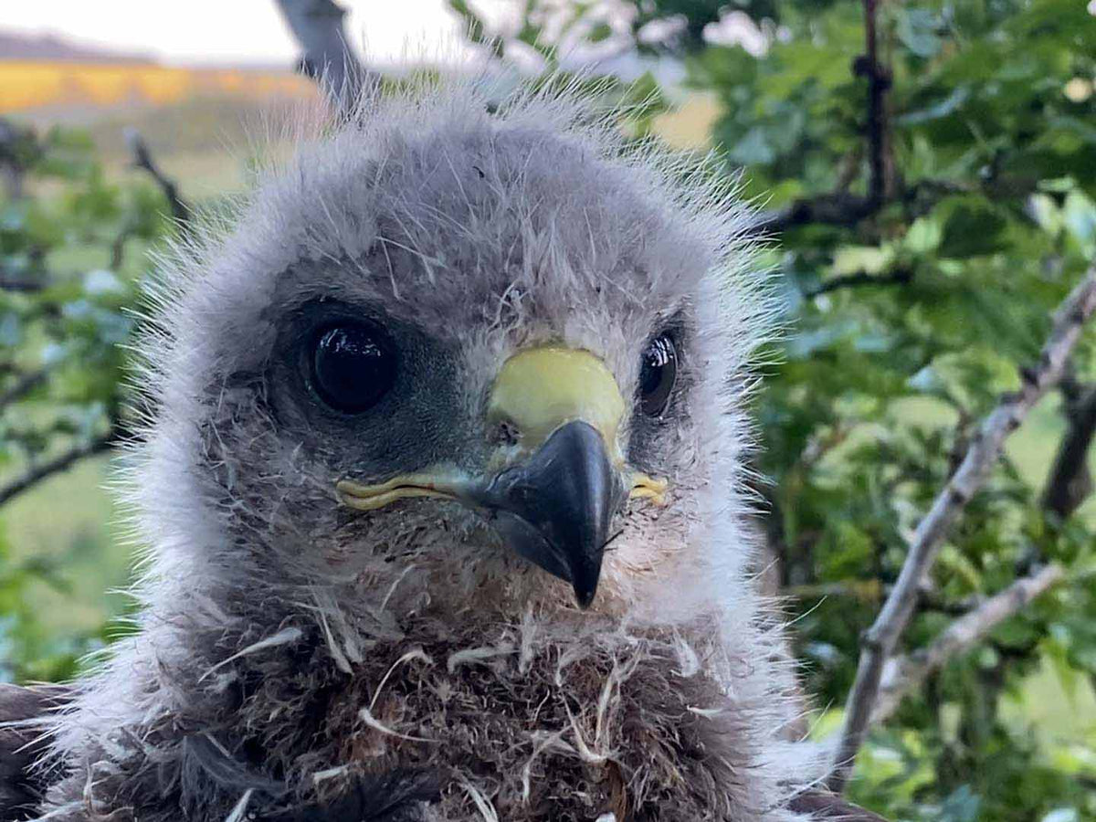 Hawk chicks grow tougher each day (European common buzzard) – Robert E ...