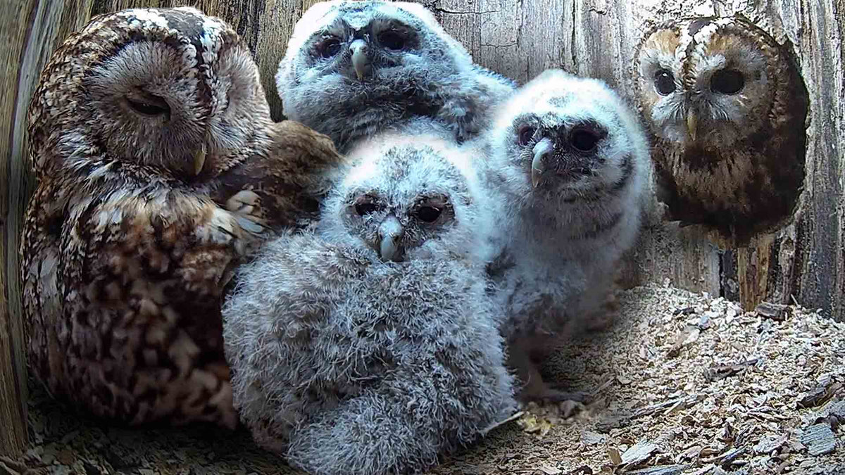Film | Tawny owls raising own chicks find room for more | Full story ...