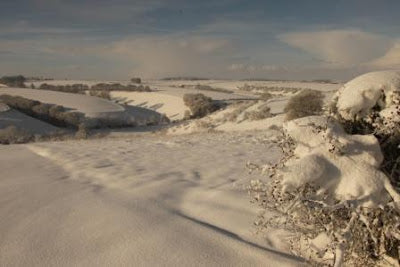 Snow Fun for Barn Owls – Robert E Fuller