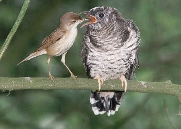 Nature's most notorious trickster - The cuckoo! – Robert E Fuller