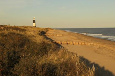 Roe Deer at Spurn Point – Robert E Fuller