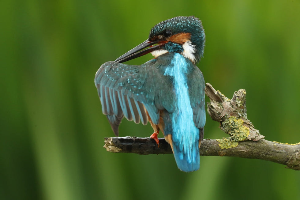 5 things about kingfishers you didn't know – Robert E Fuller