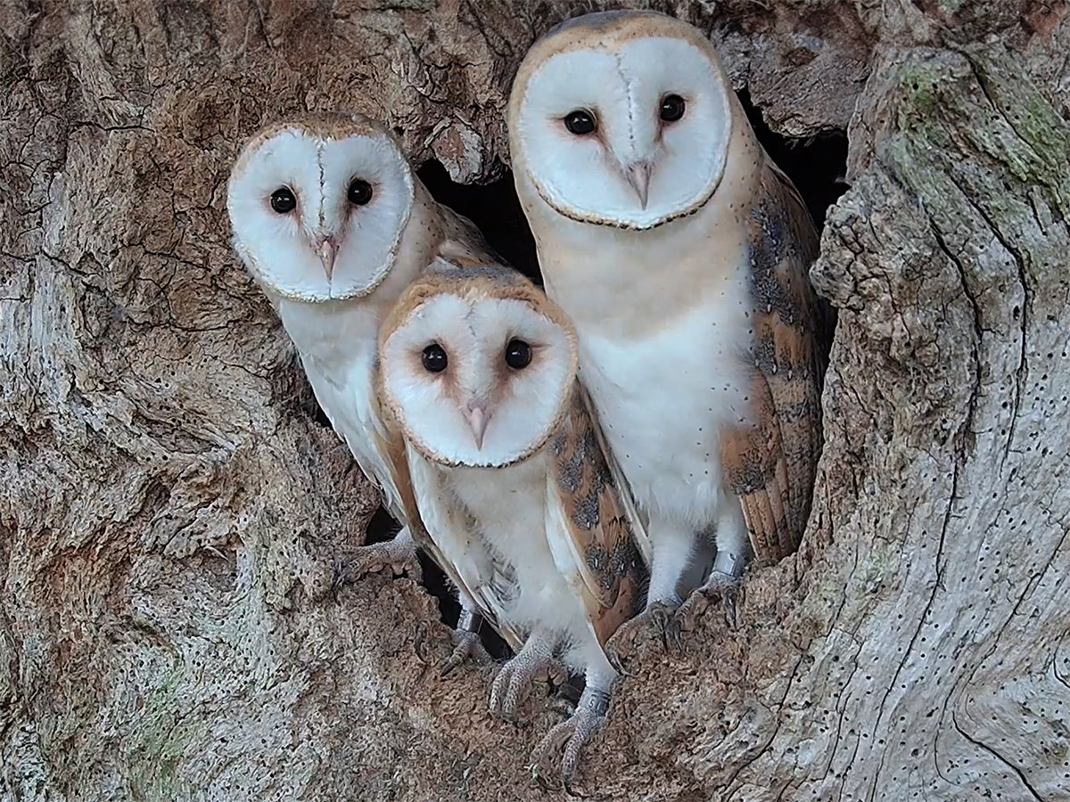 Film | Barn owl chicks bond after father dies | Gylfie & Finn – Robert ...