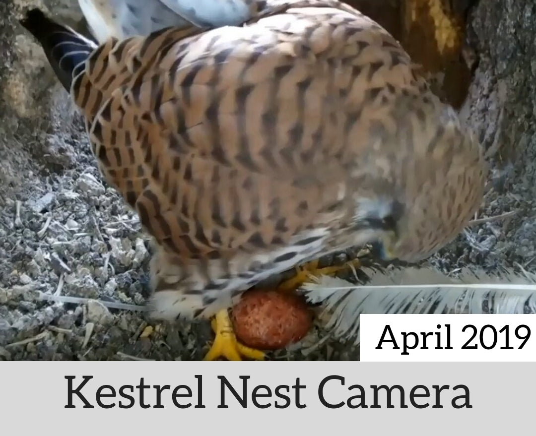 Kestrel Nest Camera | April 2019 | Watch my Kestrel Pair as they Lay E ...