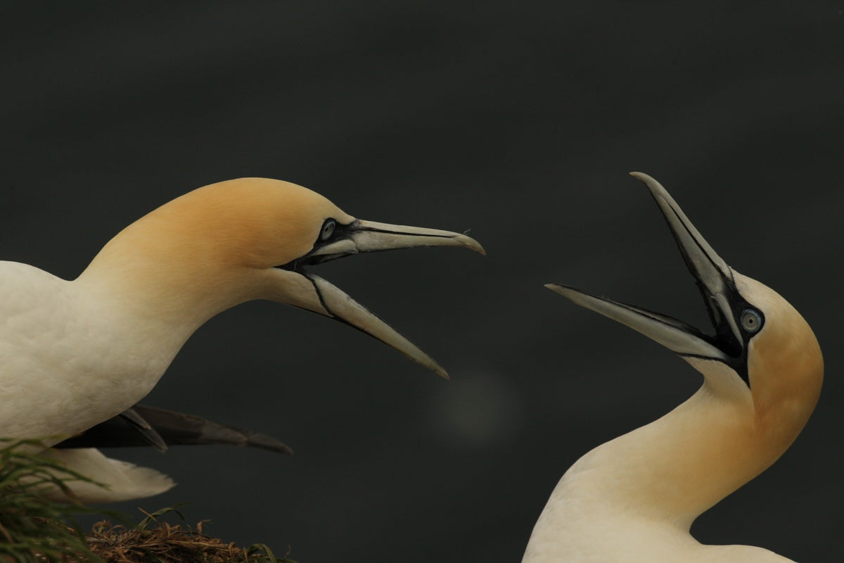 Film | RSPB Bempton: Seabird dramas unfold on cliffs | Yorkshire, Engl ...