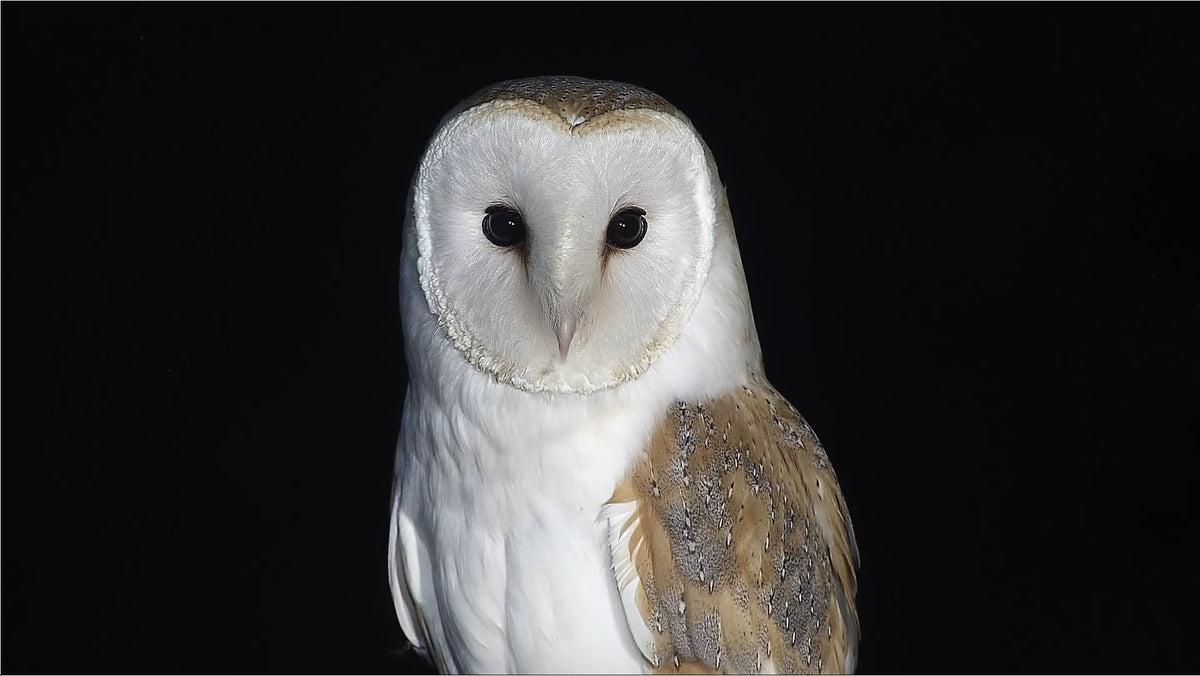 Tragic death of barn owl Finn was preventable – Robert E Fuller