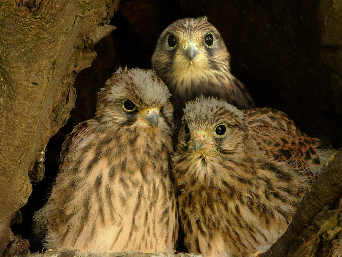 Kestrel Chicks: Feisty, Fierce & Ready to Fly – Robert E Fuller