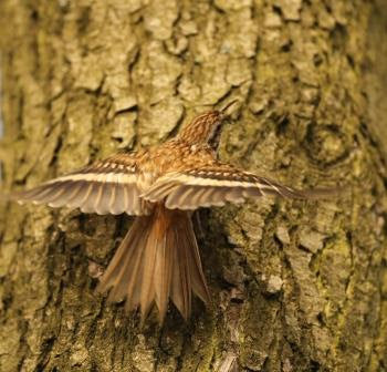 Tree Creeper – Robert E Fuller