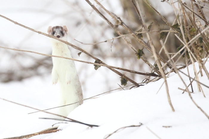 Stoat's White Winter Coat Now Out of Place – Robert E Fuller