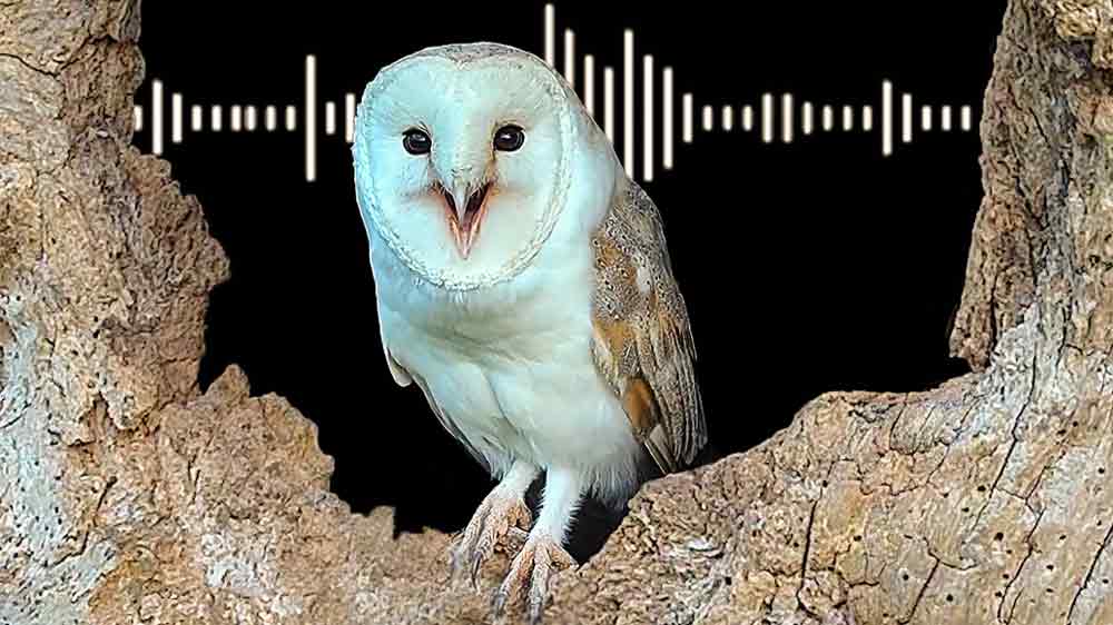 Film | Barn owl sounds & what each call means | Discover wildlife ...