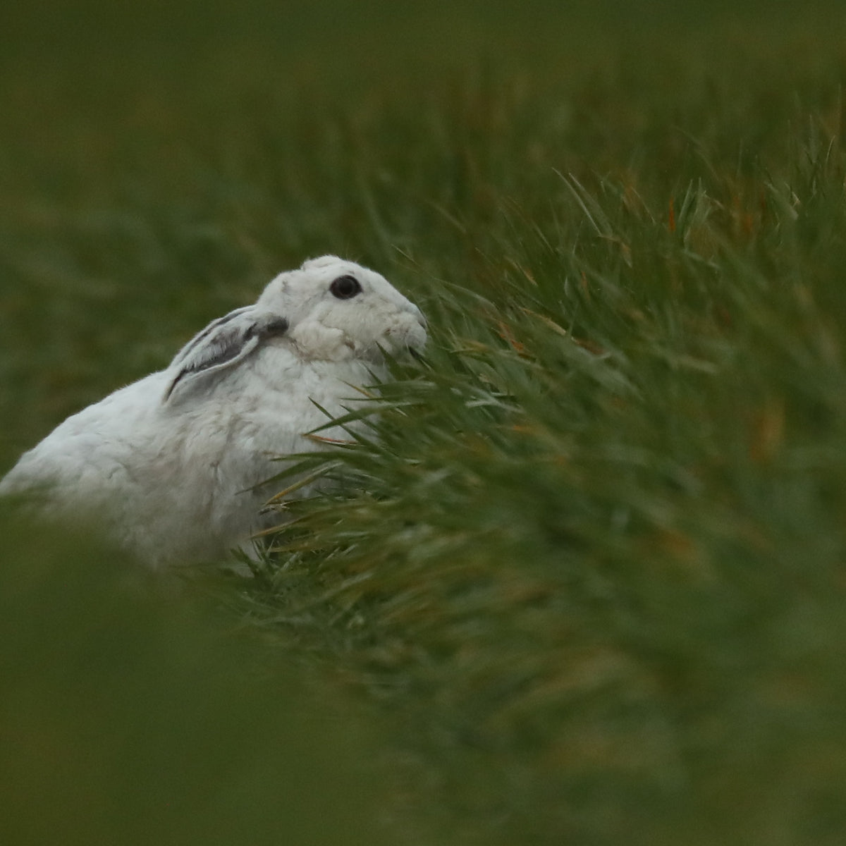 A white hare at Easter – Robert E Fuller