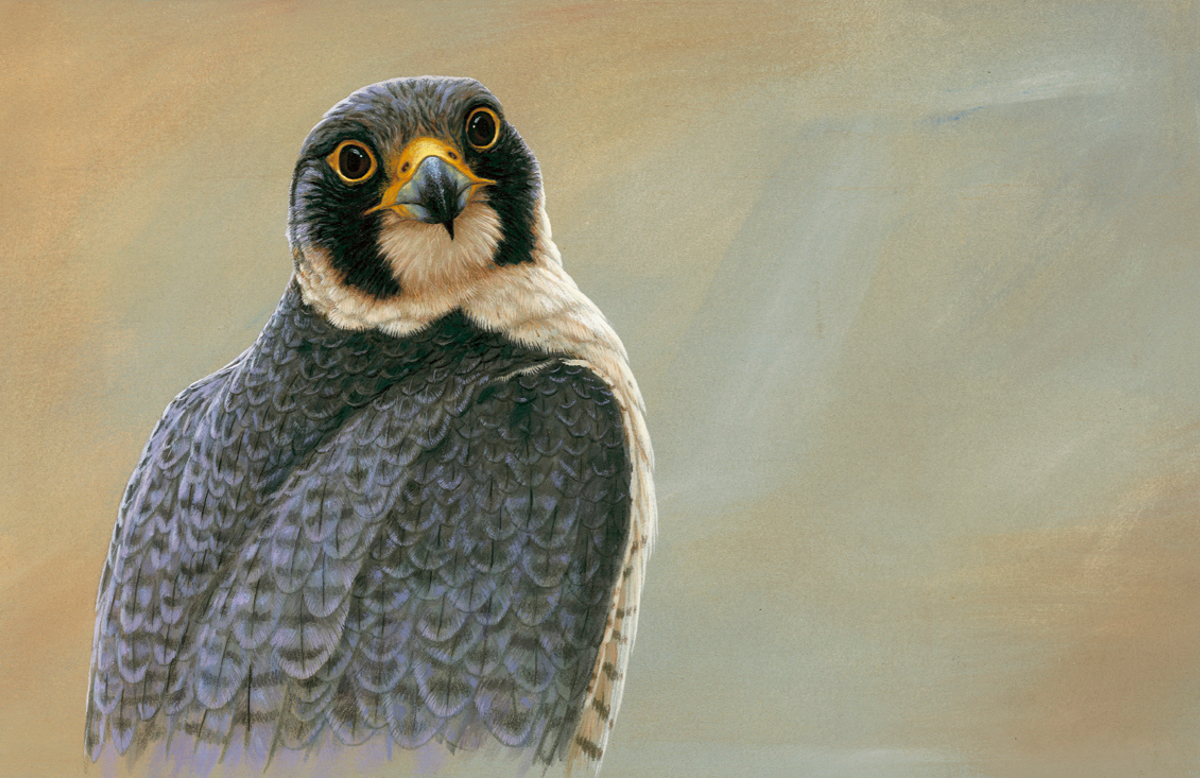 A portrait of a peregrine | my painting story – Robert E Fuller