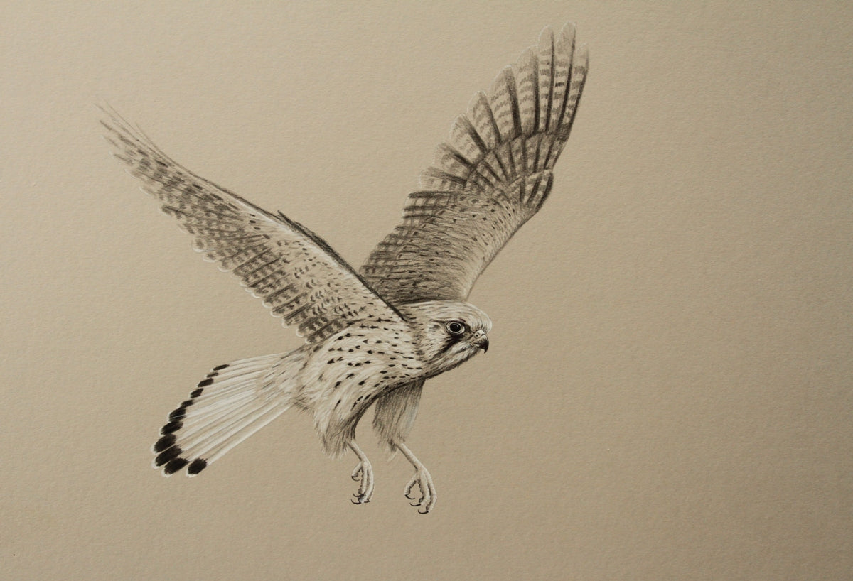 10 kestrel facts you need to know | kestrel facts – Robert E Fuller