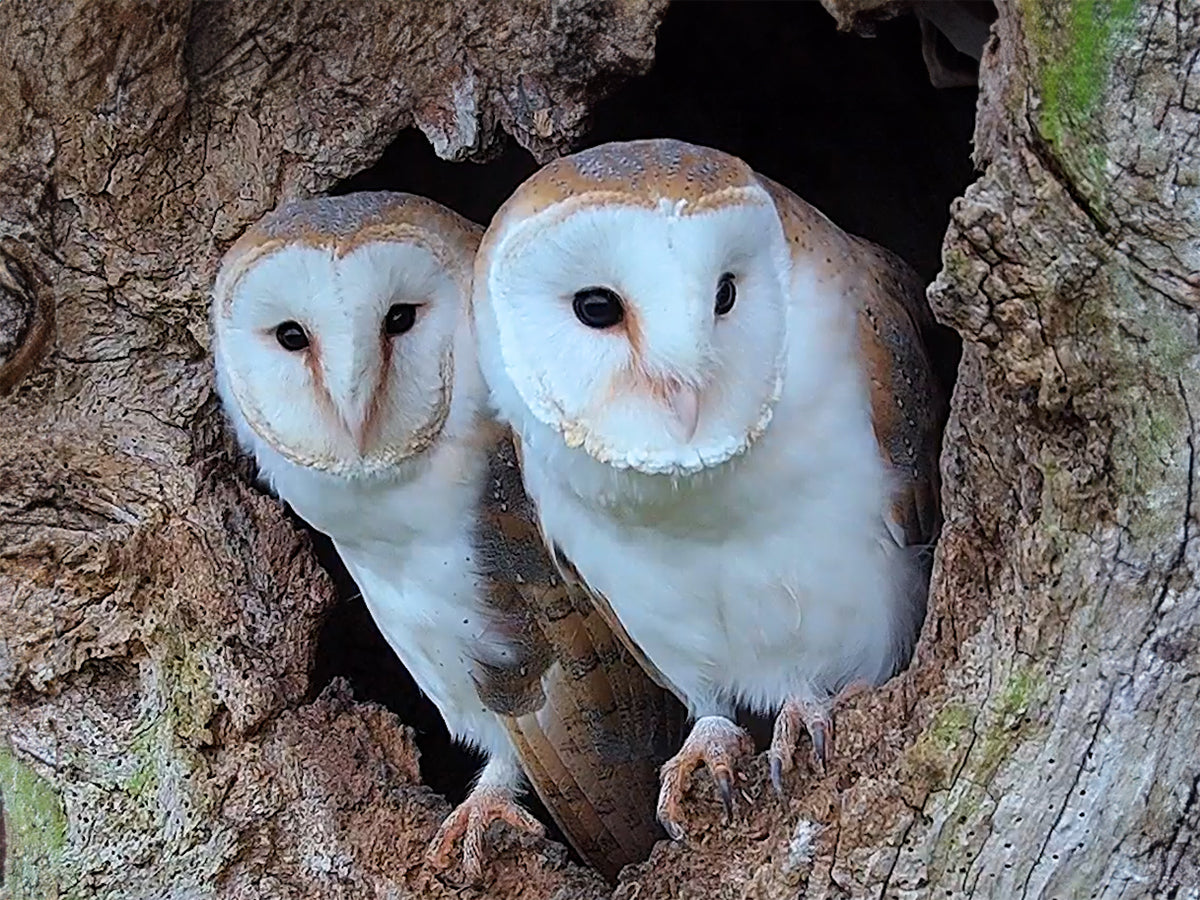 Film | Owl mum brings up chicks after dad dies | Full story | Gylfie ...