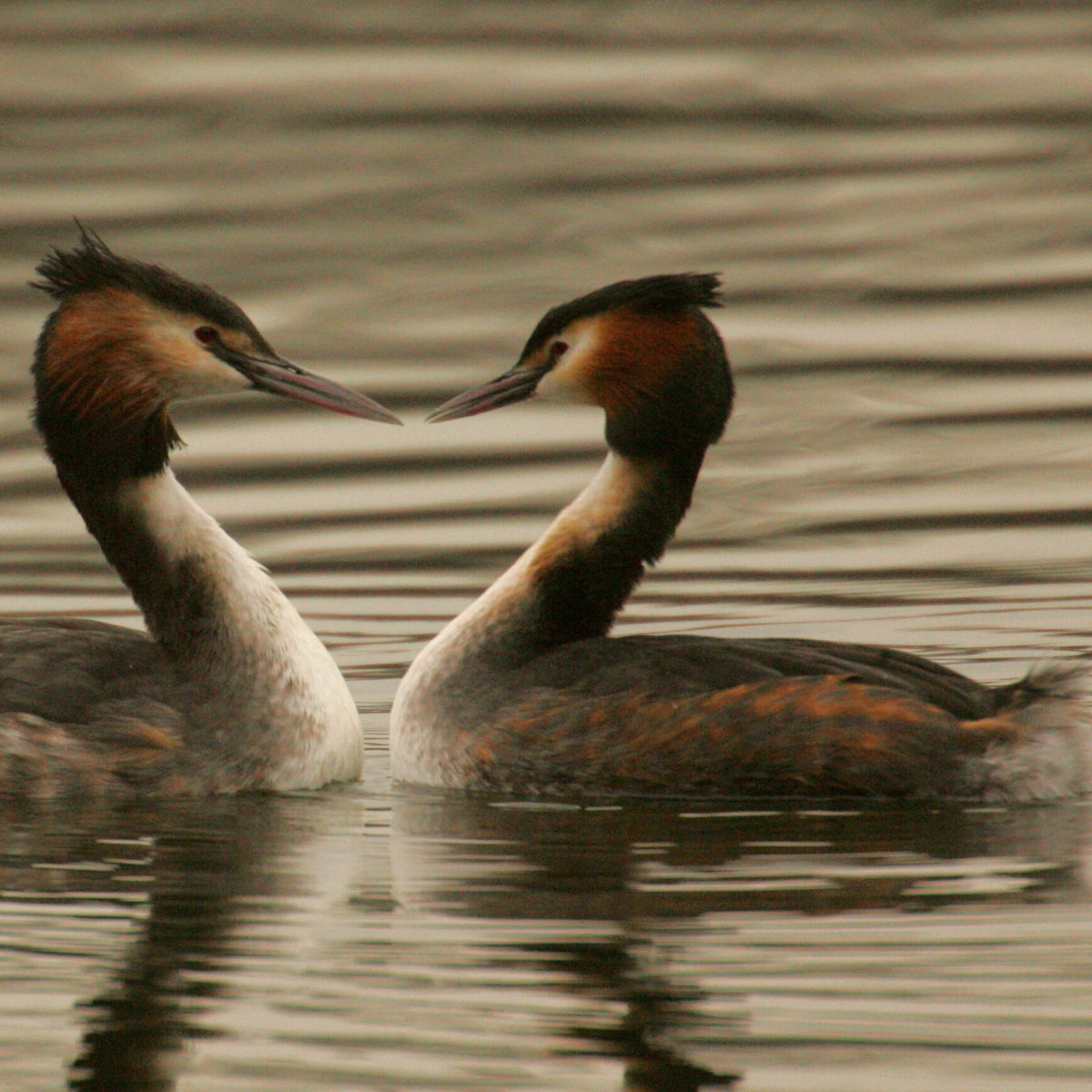 Grebe Reed Dance: Is this the most romantic Valentine gesture ever ...