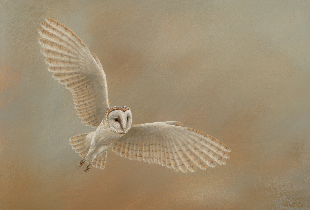 Capturing a barn owl in silent flight | my painting story – Robert E Fuller