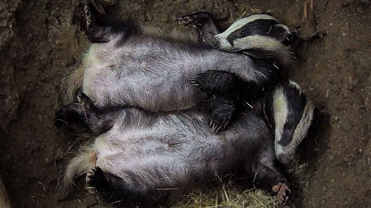 Film | Adorable badger cubs cuddling – Robert E Fuller