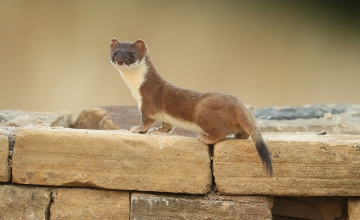 Stoat camera stories 2020 | the Fotherdale stoats – Robert E Fuller