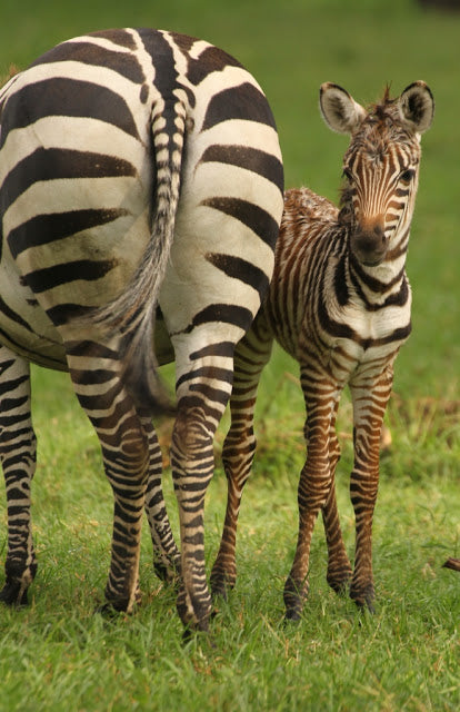 Foal-tastic Zebra! – Robert E Fuller