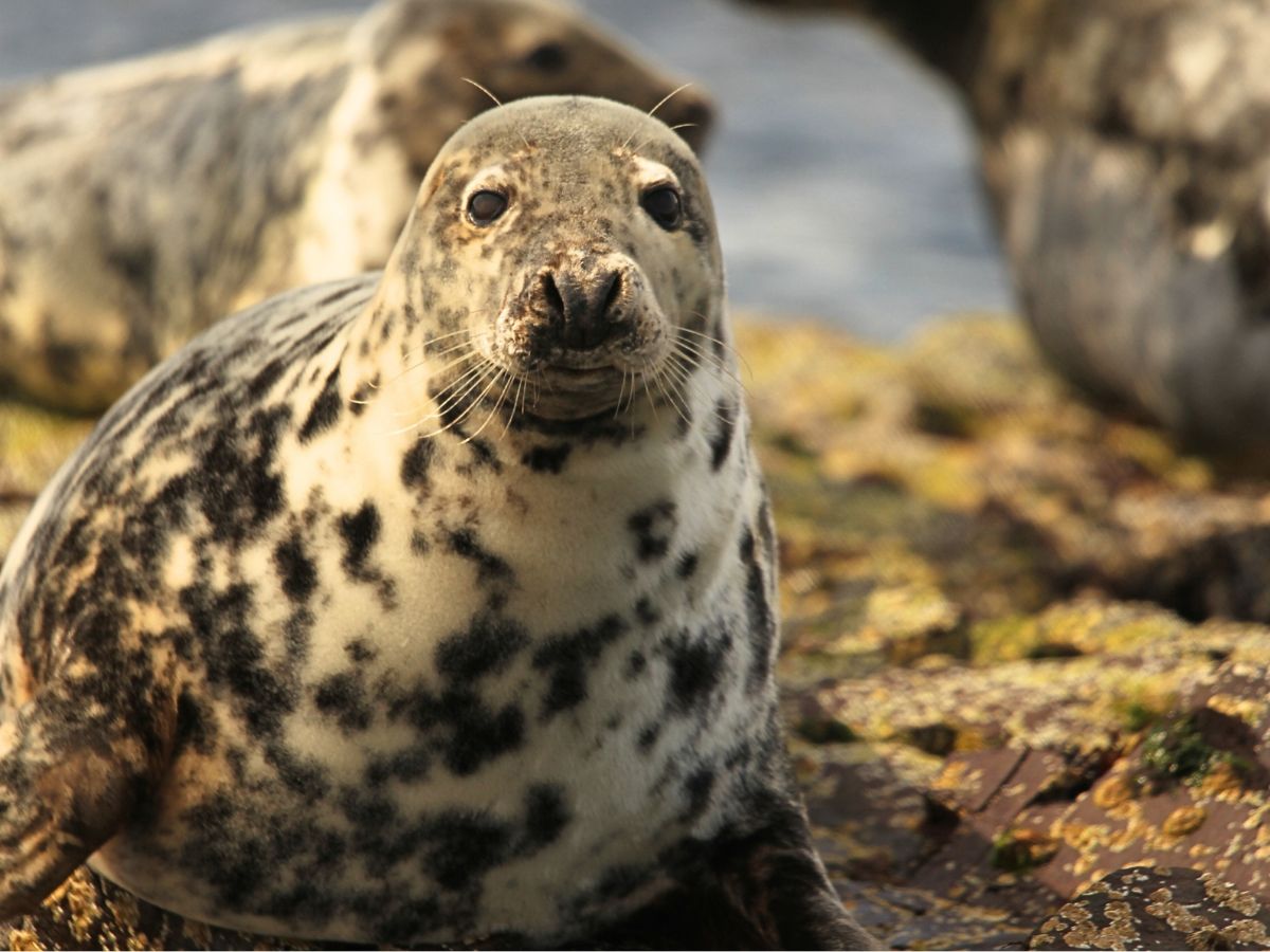 Seal Pups Galore! – Robert E Fuller