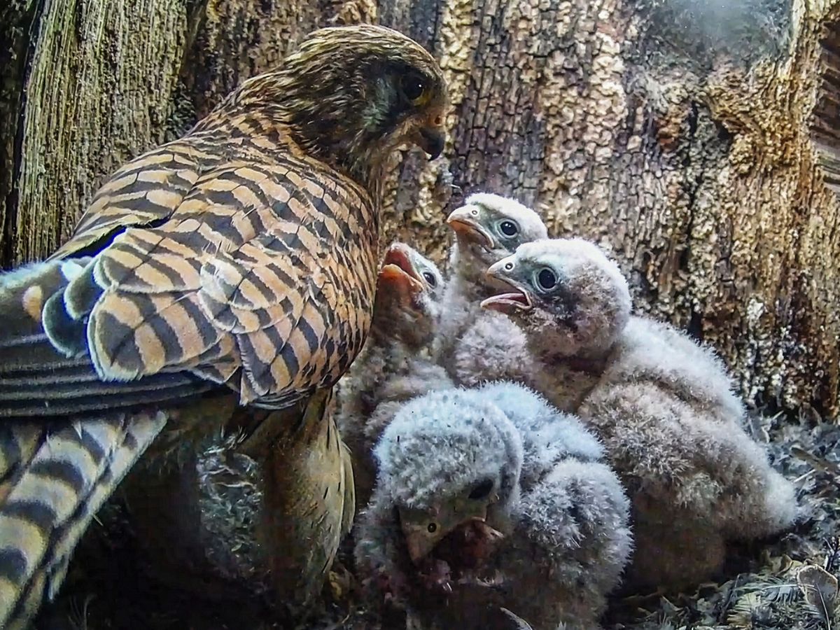 Film | Kestrel Parents: Daily Challenge of Feeding Six Hungry Chicks ...