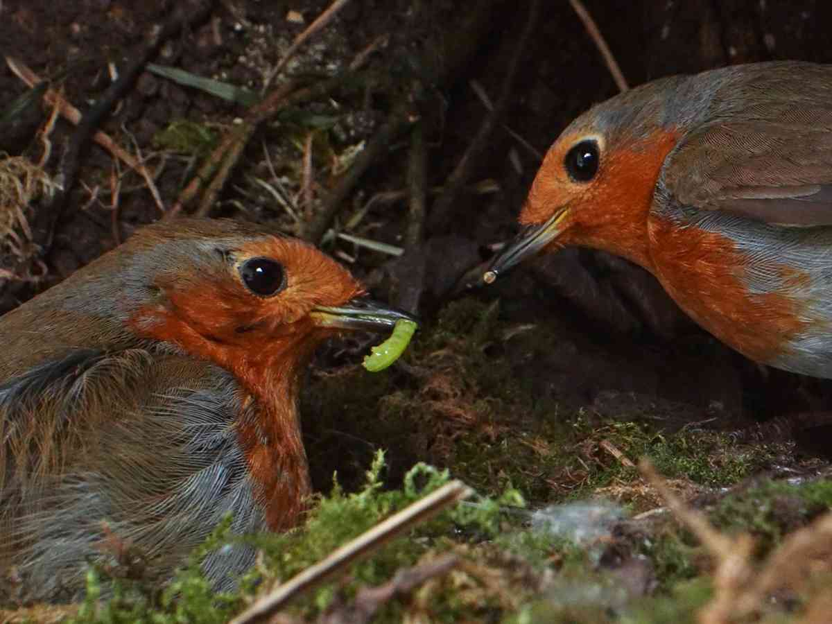 Film | The Way These Robins Help Each Other Is So Sweet | Garden Birds ...