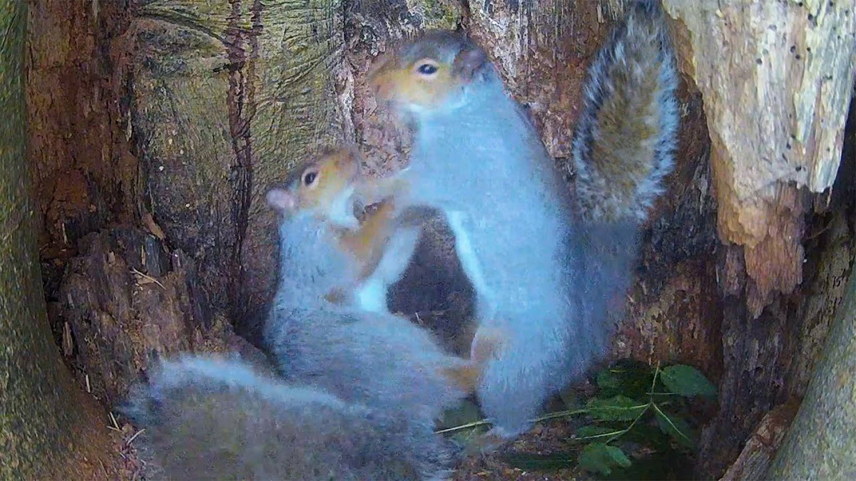 Film | Squabbling grey squirrels | Discover wildlife – Robert E Fuller