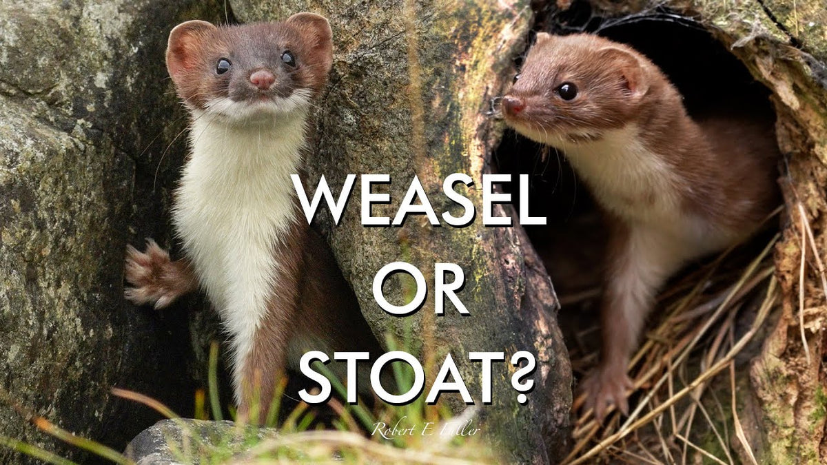 How to tell the difference between a weasel and a stoat – Robert E Fuller