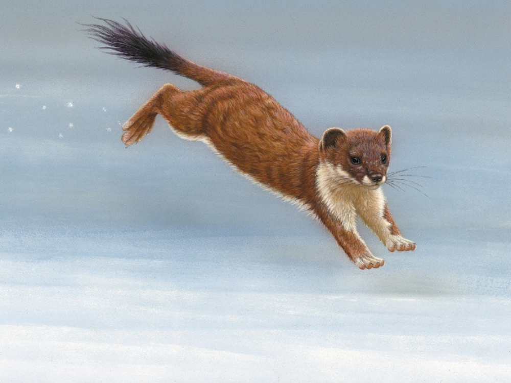 Snow Stoat Christmas Cards Pack of 5 %%sep%% Robert E Fuller