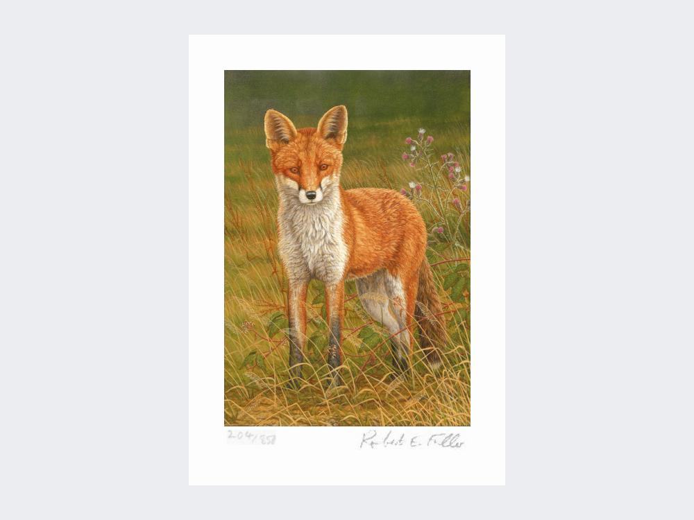 Briar Fox - Limited Edition Print – Robert E Fuller