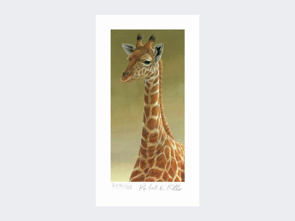 Giraffe Portrait - Limited Edition Print %%sep%% %%sitename%% – Robert E Fuller