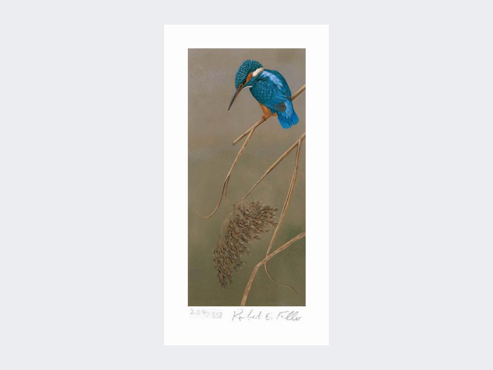 Kingfisher on Rushes - Limited Edition Print – Robert E Fuller